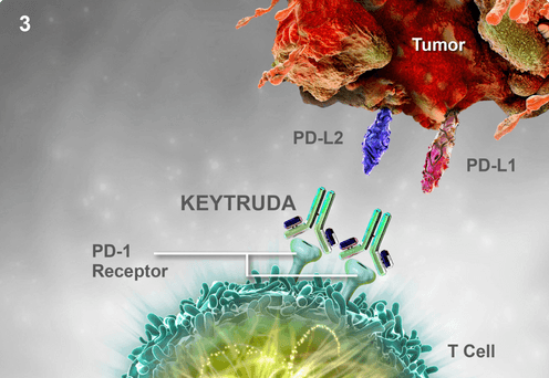 Mechanism of Action of KEYTRUDA® (pembrolizumab) | Health Care ...